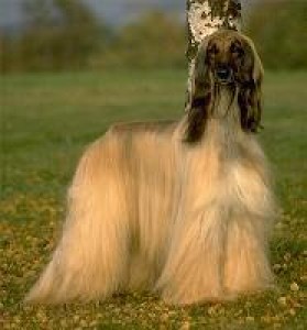 Stajňa AĎA - Afgánsky chrt